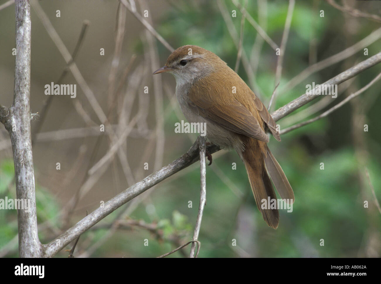 Cetti bird hi-res stock photography and images - Alamy
