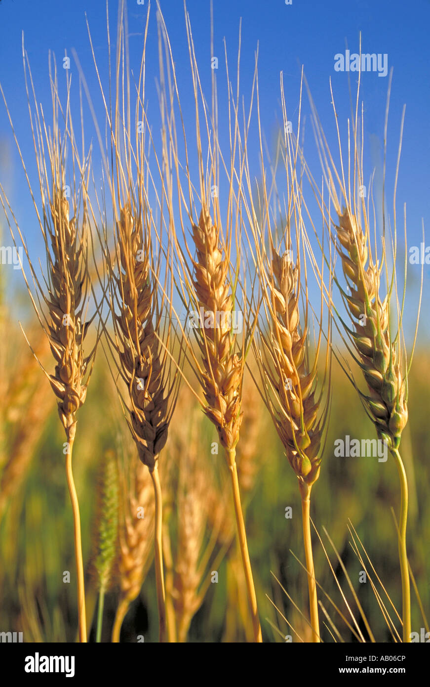 Elk256 2066 North Dakota wheat field Stock Photo - Alamy