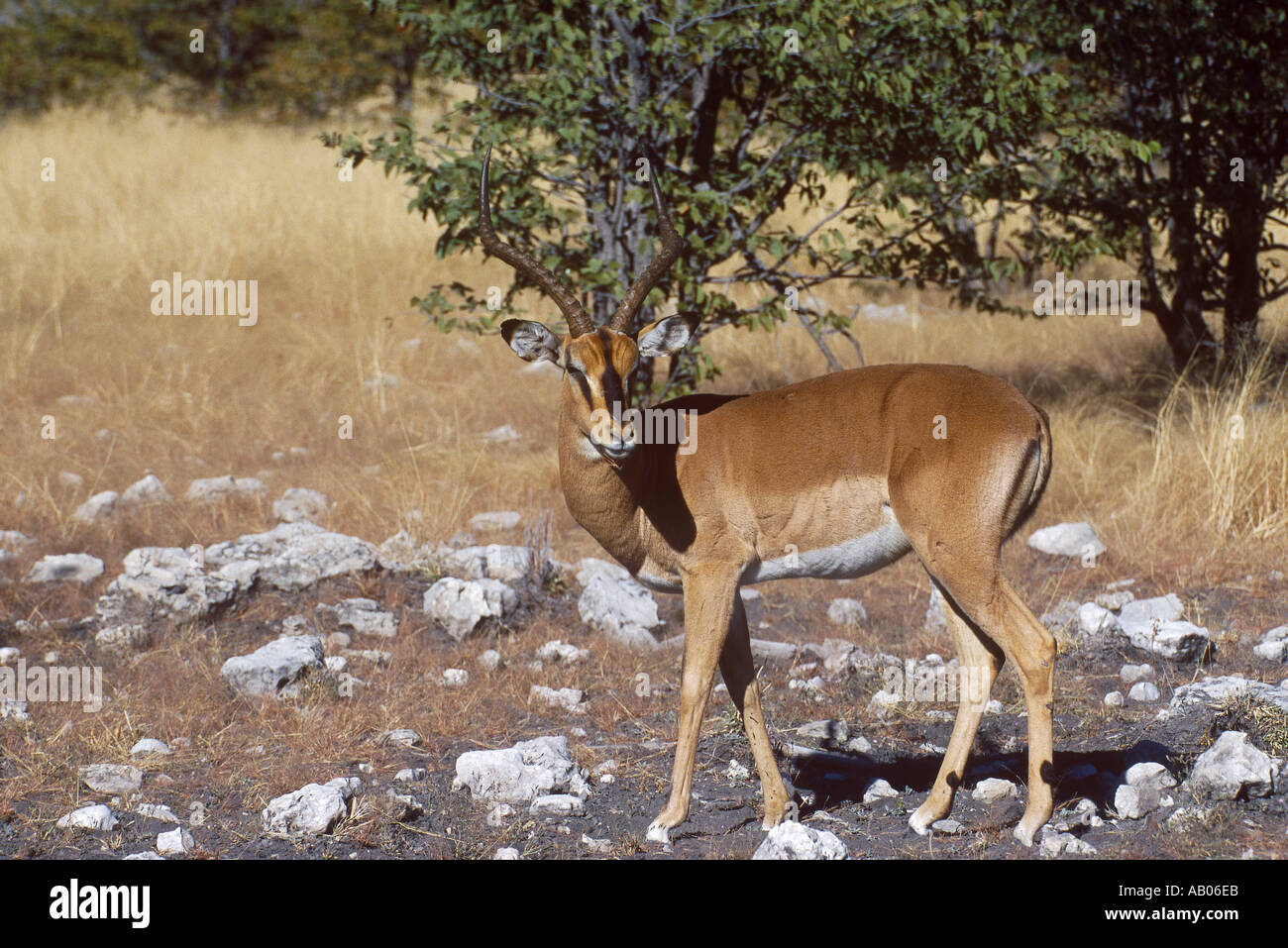 Black faced deer hi-res stock photography and images - Alamy