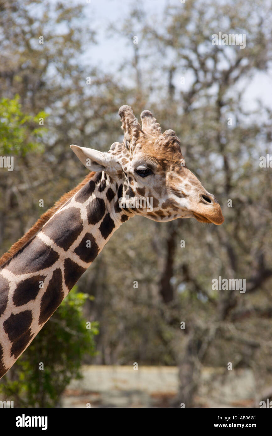 Giraffe in captivity hi-res stock photography and images - Alamy