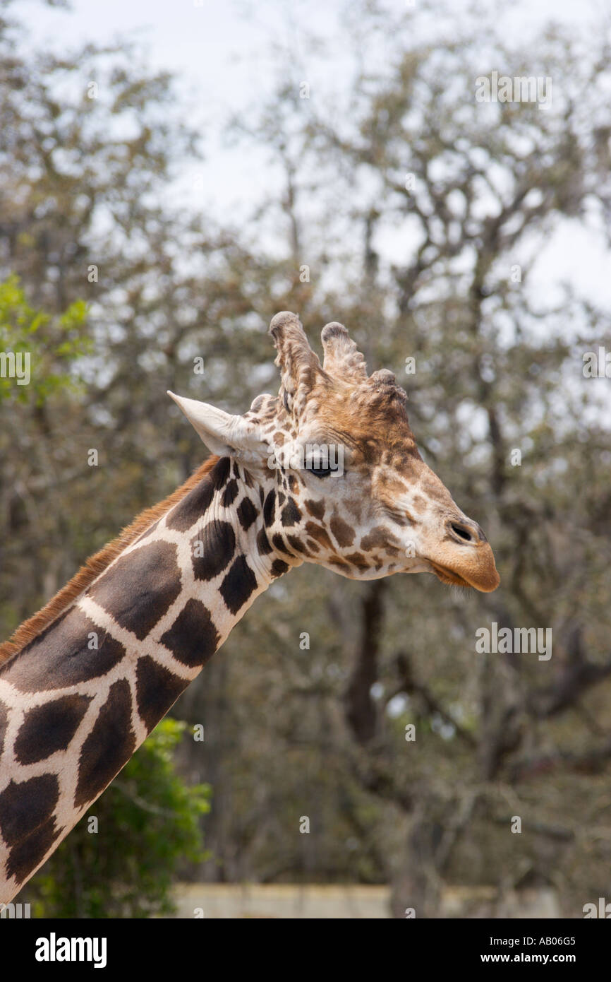 Giraffe In Captivity High Resolution Stock Photography and Images - Alamy