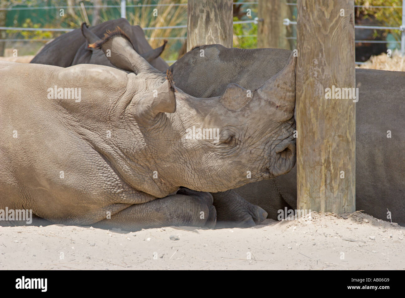Zoo rhino hi-res stock photography and images - Alamy