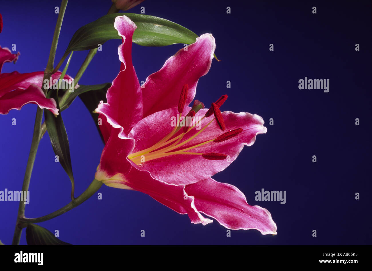 Open lily flower hi-res stock photography and images - Alamy