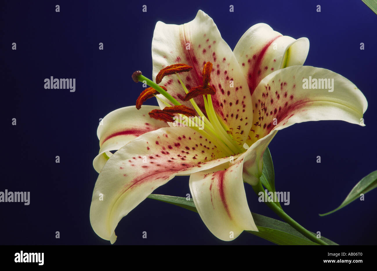 Stargazer lily plant hi-res stock photography and images - Alamy
