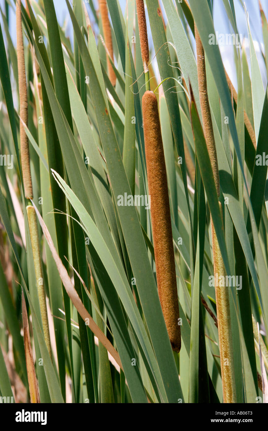 Swamp Cattails
