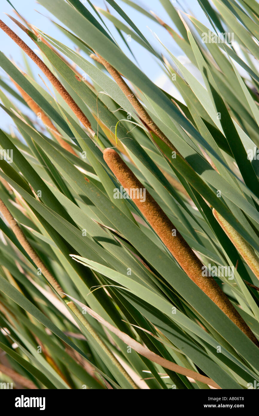 Cattail plant growing at the edge of Lake Rousseau near Dunnellon and ...