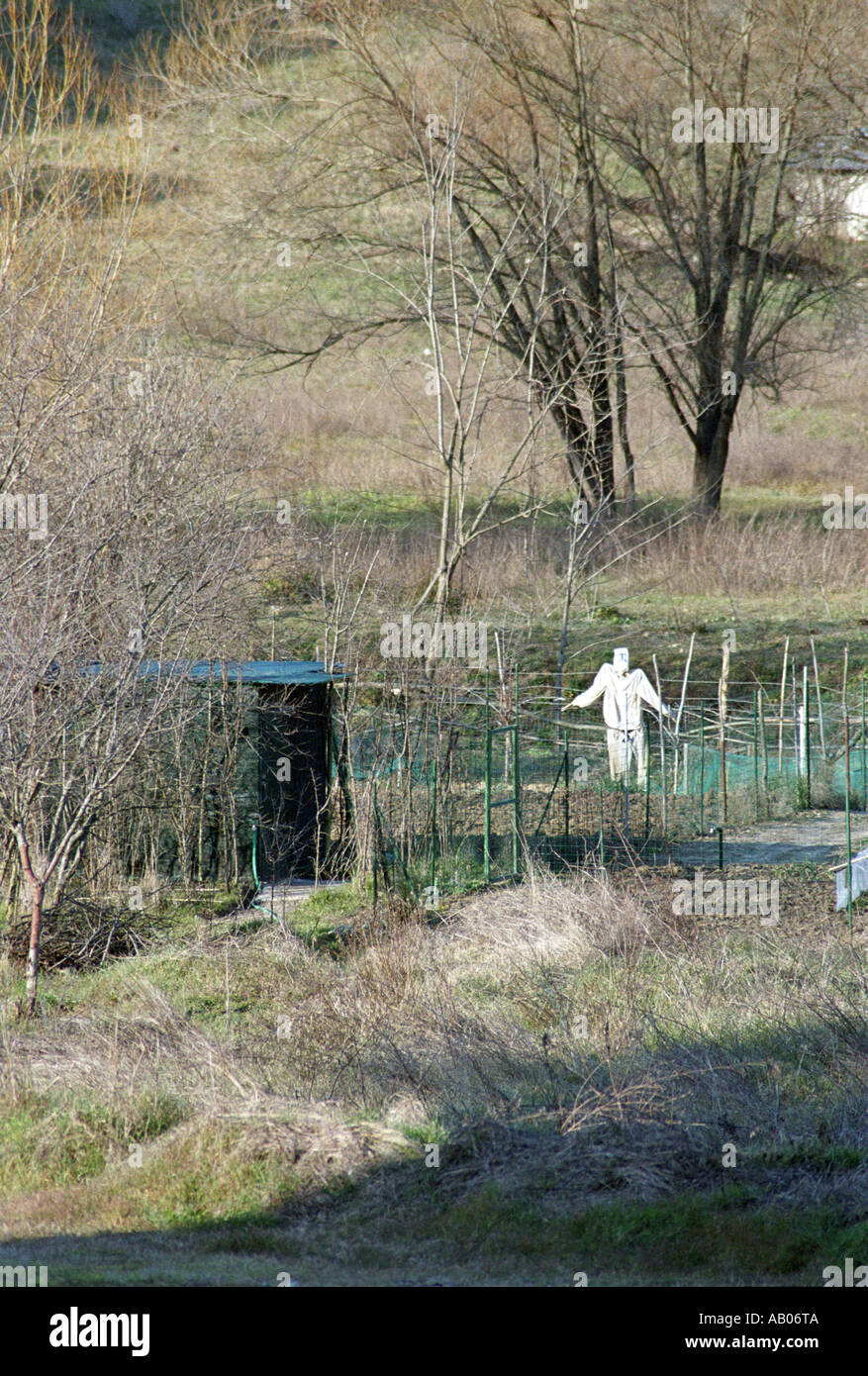 one scarecrow in field Stock Photo - Alamy