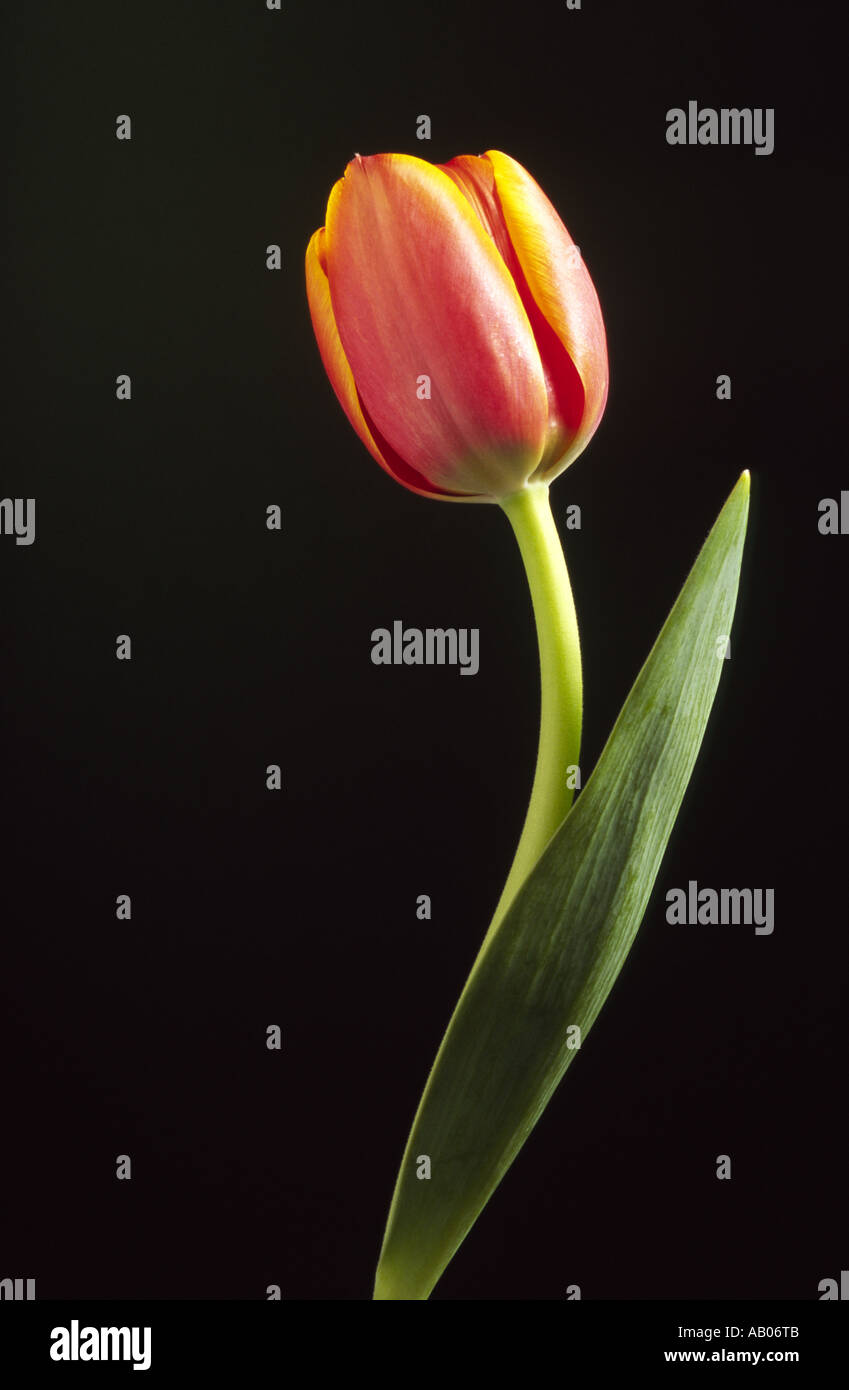 still life of red tulip Stock Photo - Alamy