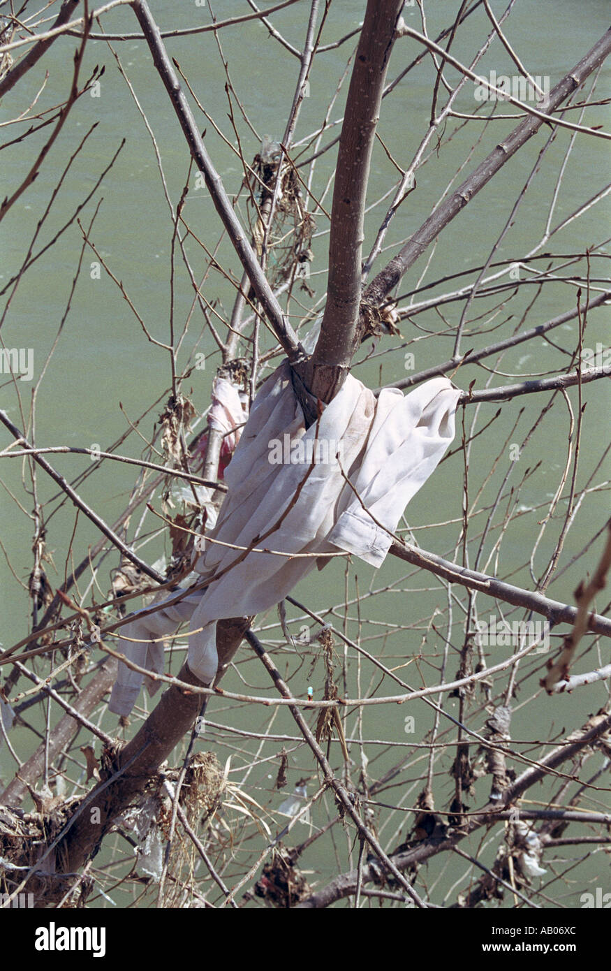 white man's shirt stuck in tree branches Stock Photo - Alamy