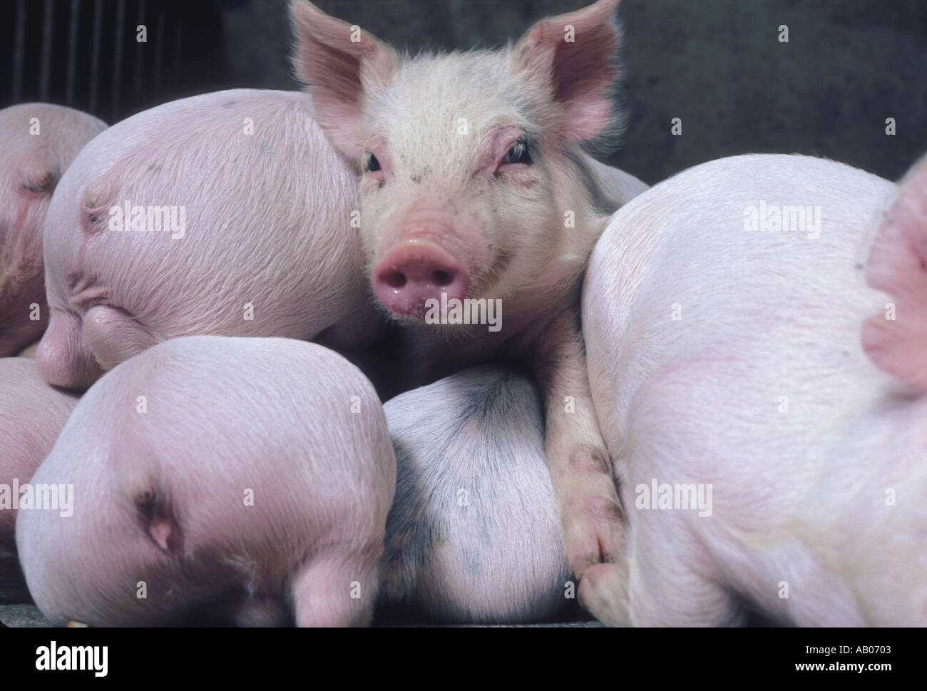 Surrounded by other animals hi-res stock photography and images - Alamy