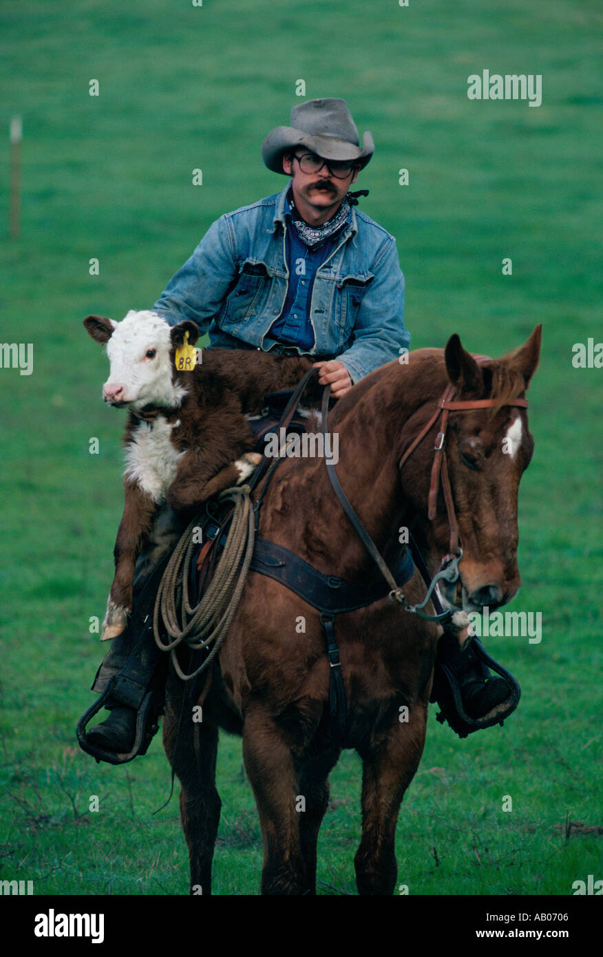 Cowbow carries a tagged Hereford calf across his lap as he rides his ...