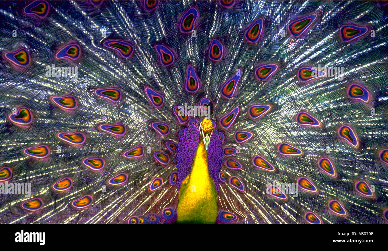 Peacock purple and yellow effect Stock Photo - Alamy