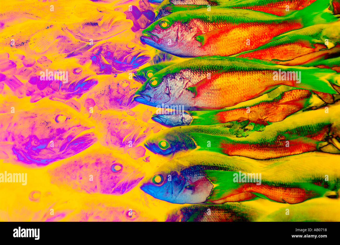 Graphic image of colorful fish Stock Photo - Alamy