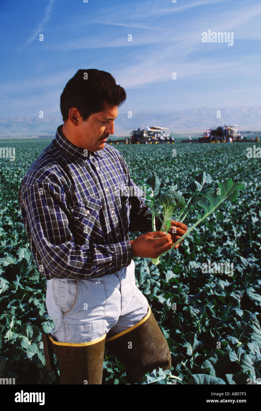 Agriculture - Farmer grower checks the quality of broccoli crop during ...