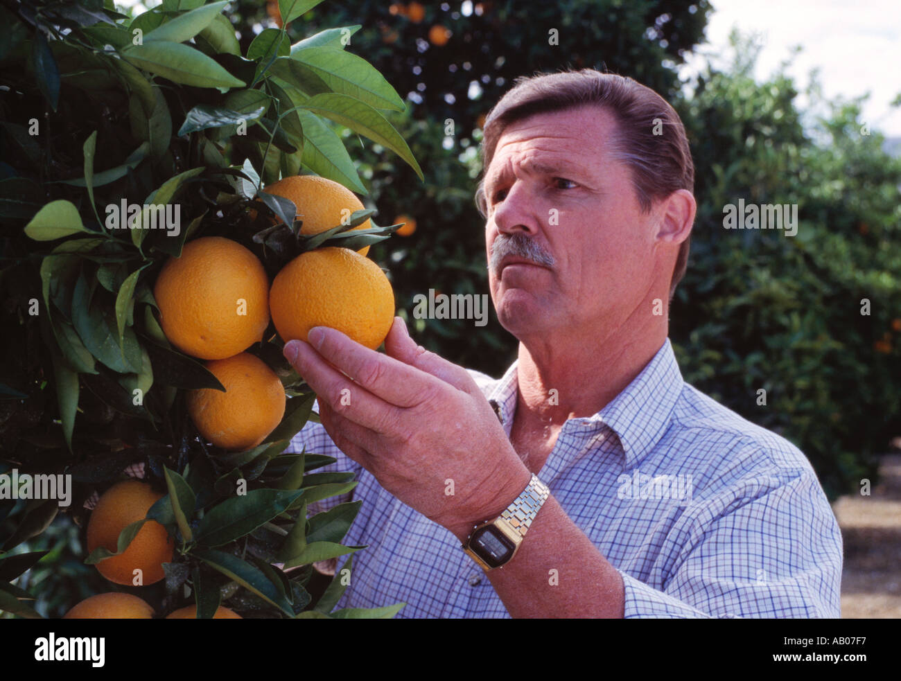 Agriculture - Farmer grower field checking the quality of his orange ...