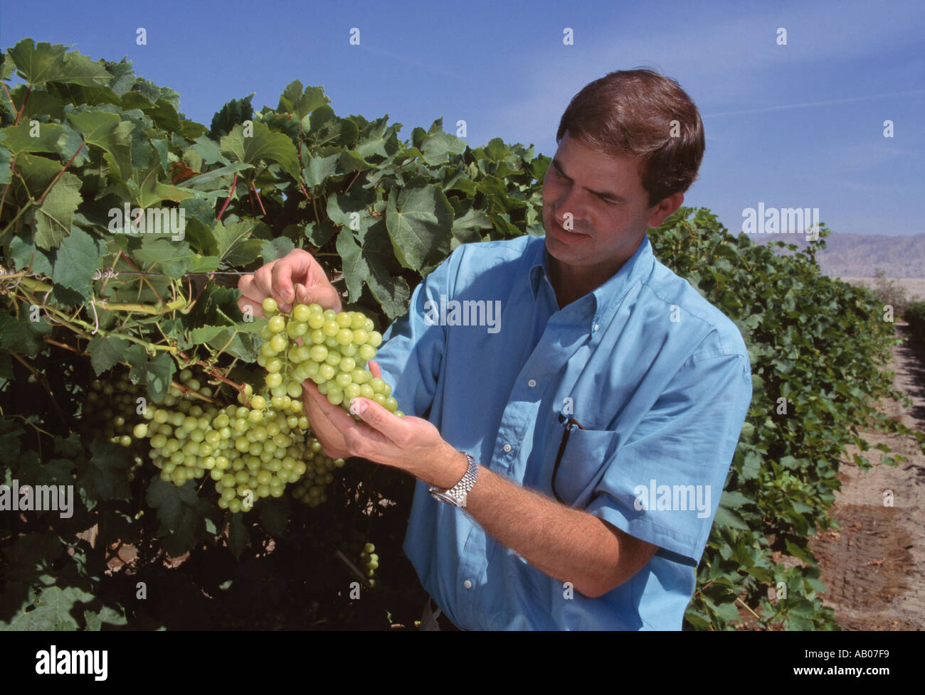 Agriculture - Farmer grower field checking the quality of his Thompson ...