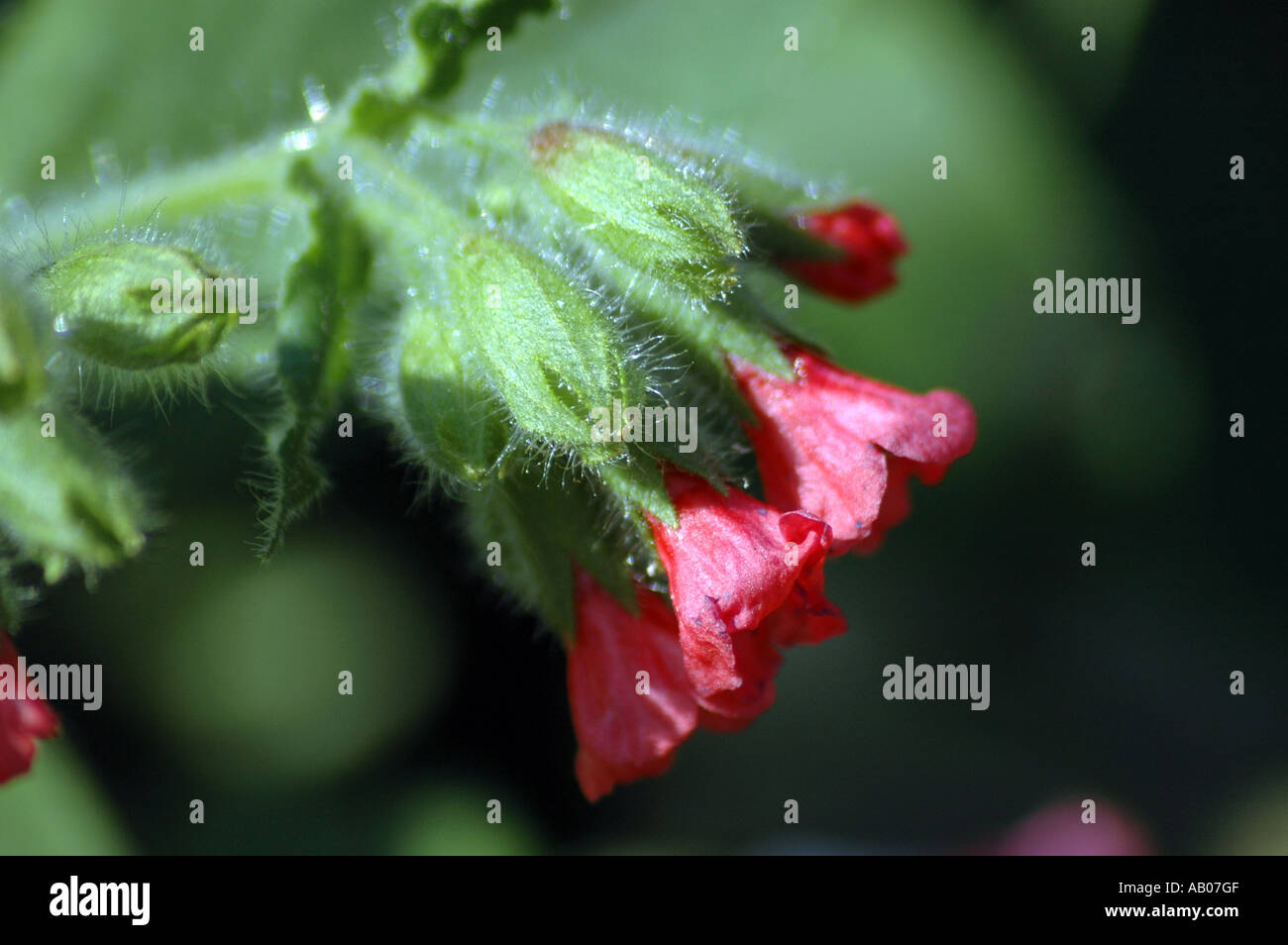 Red Lungwort Pulmonaria rubra Stock Photo - Alamy