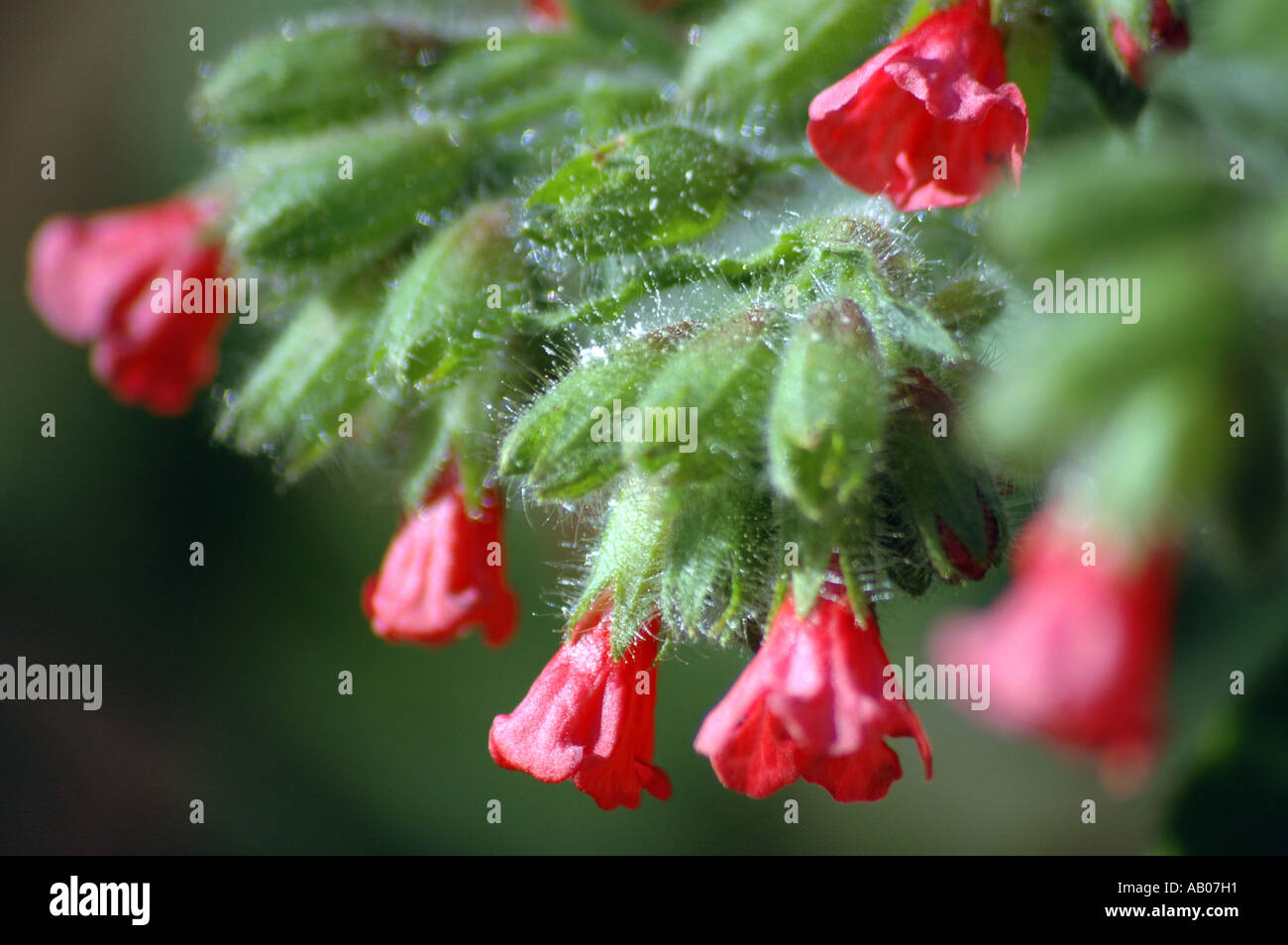 Red Lungwort Pulmonaria rubra Stock Photo - Alamy