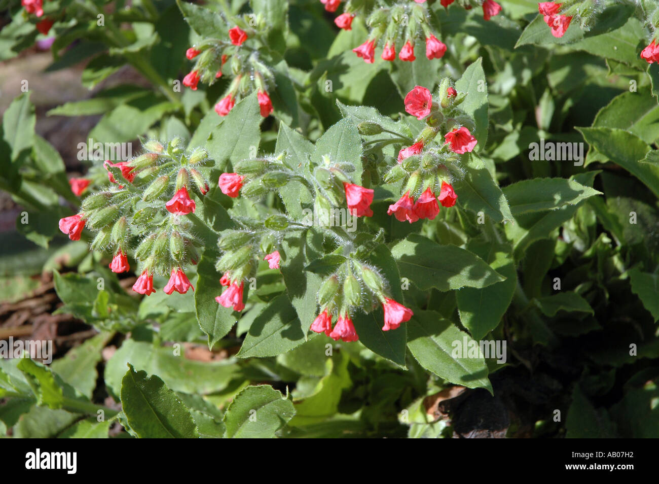 Red lungwort pulmonaria rubra hi-res stock photography and images - Alamy