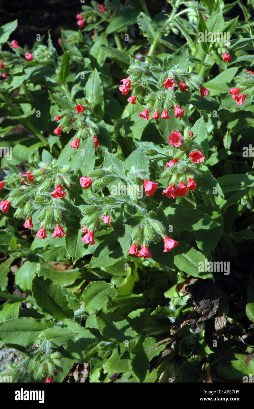 Red Lungwort Pulmonaria rubra Stock Photo - Alamy