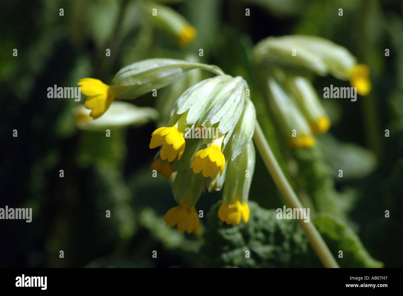 Primula officinalis cowslip hi-res stock photography and images - Alamy