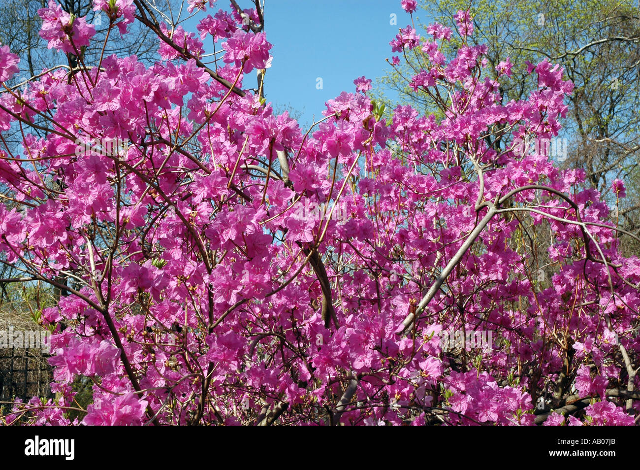 Rhododendron Mucronulatum Snow Azalea flower also called Korean ...