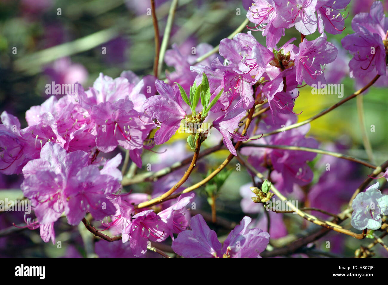 Rhododendron Mucronulatum Snow Azalea flower also called Korean ...