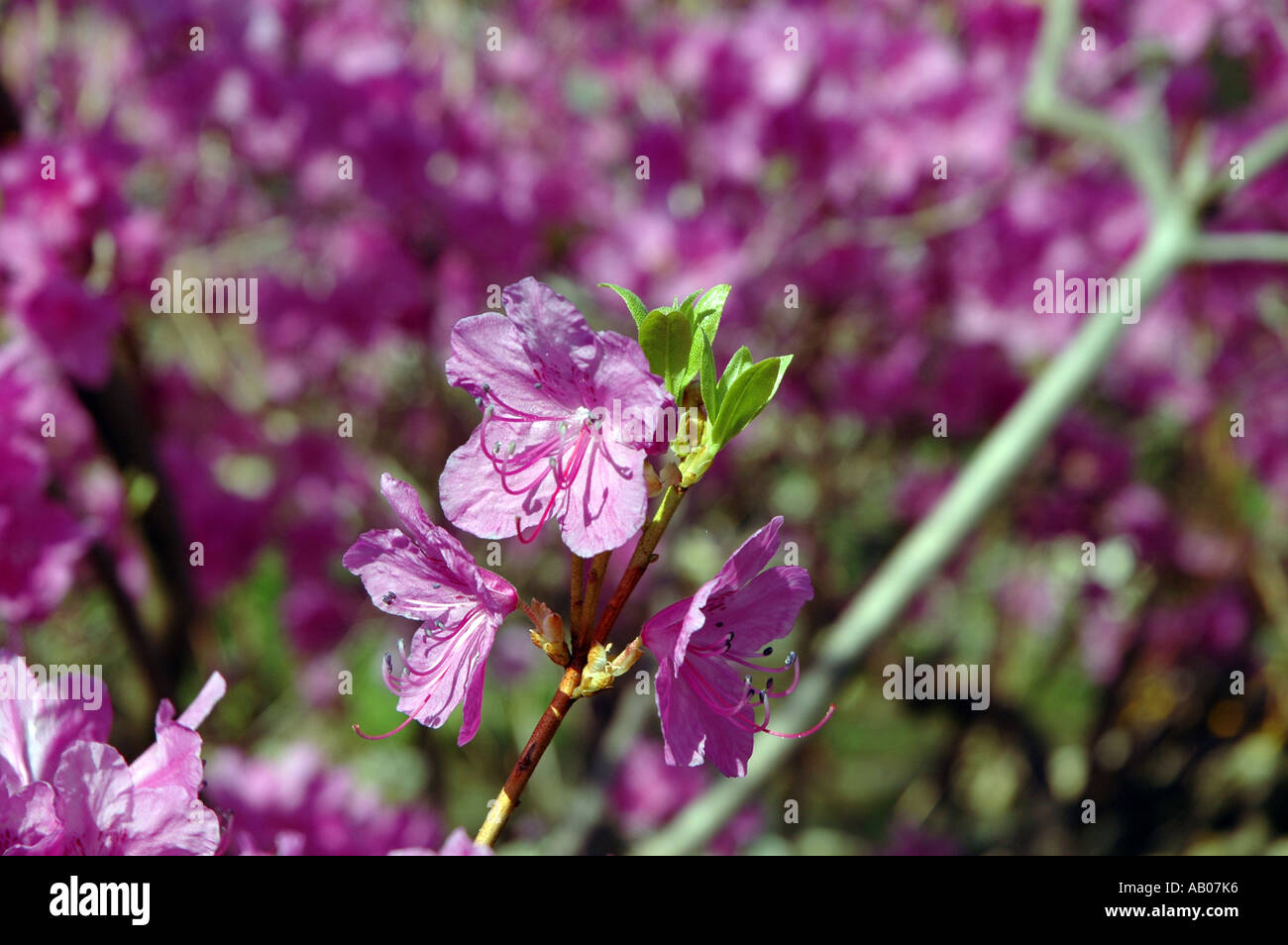 Rhododendron Mucronulatum Snow Azalea flower also called Korean ...