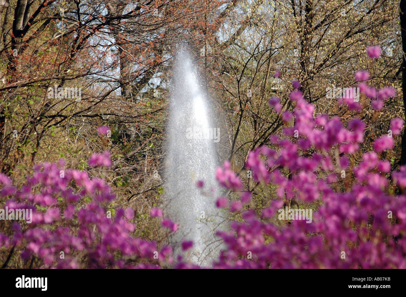 Rhododendron Mucronulatum Snow Azalea flower also called Korean ...