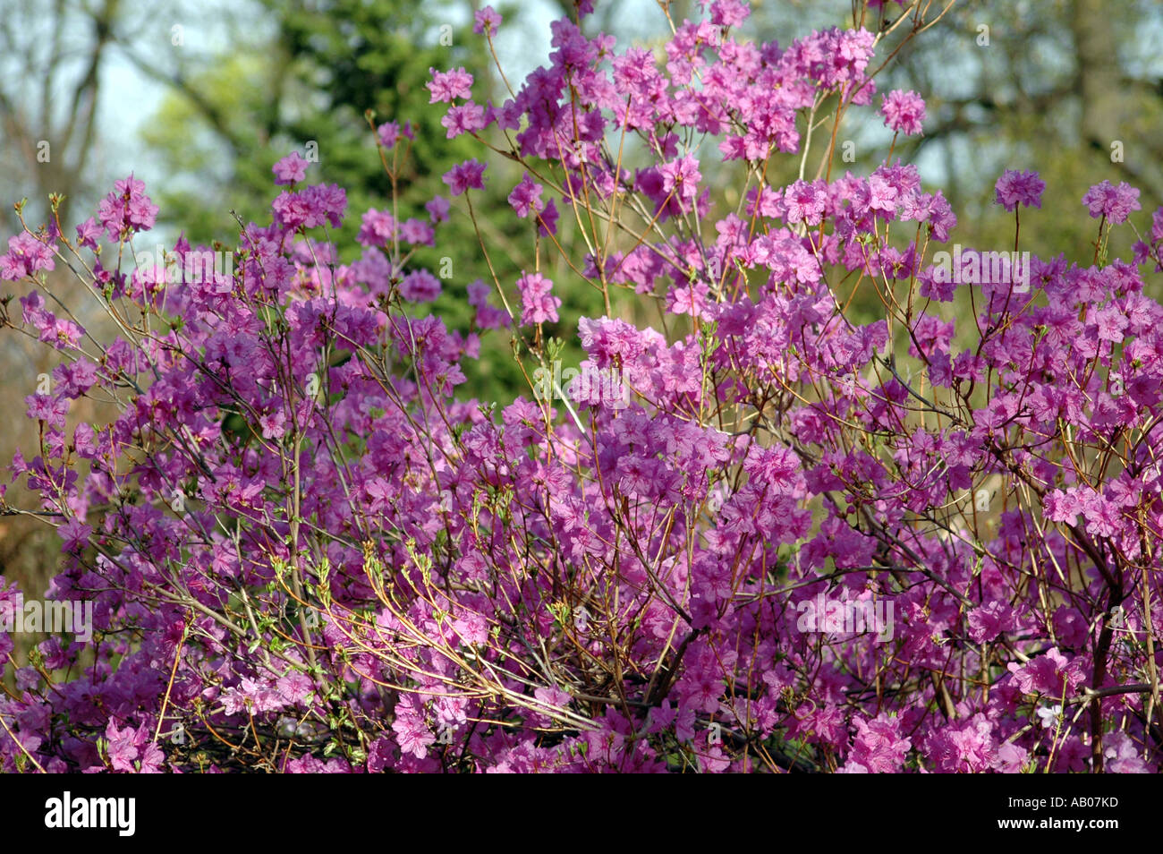 Rhododendron Mucronulatum Snow Azalea flower also called Korean ...