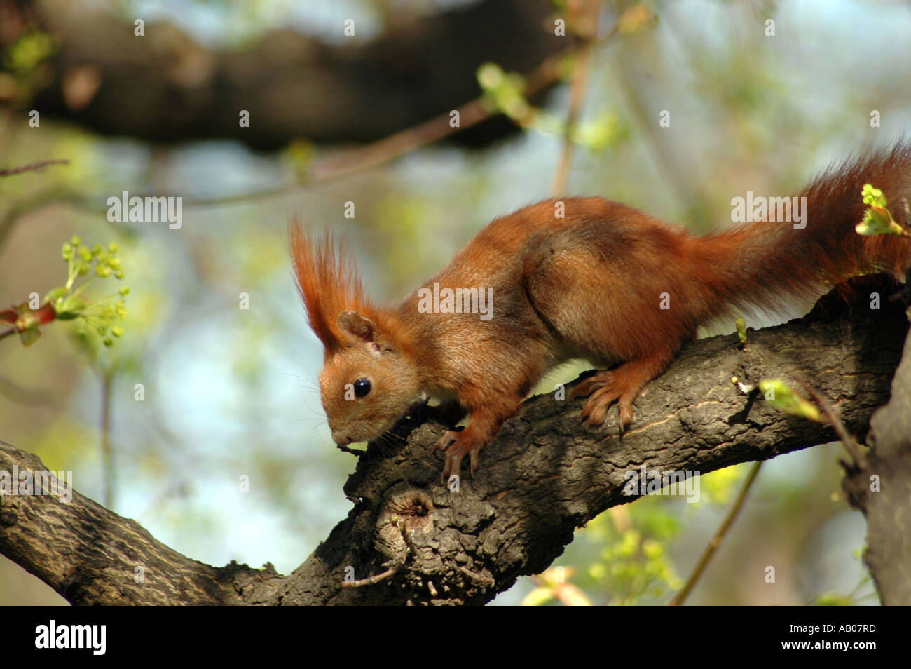 Squirrel on tree Stock Photo - Alamy