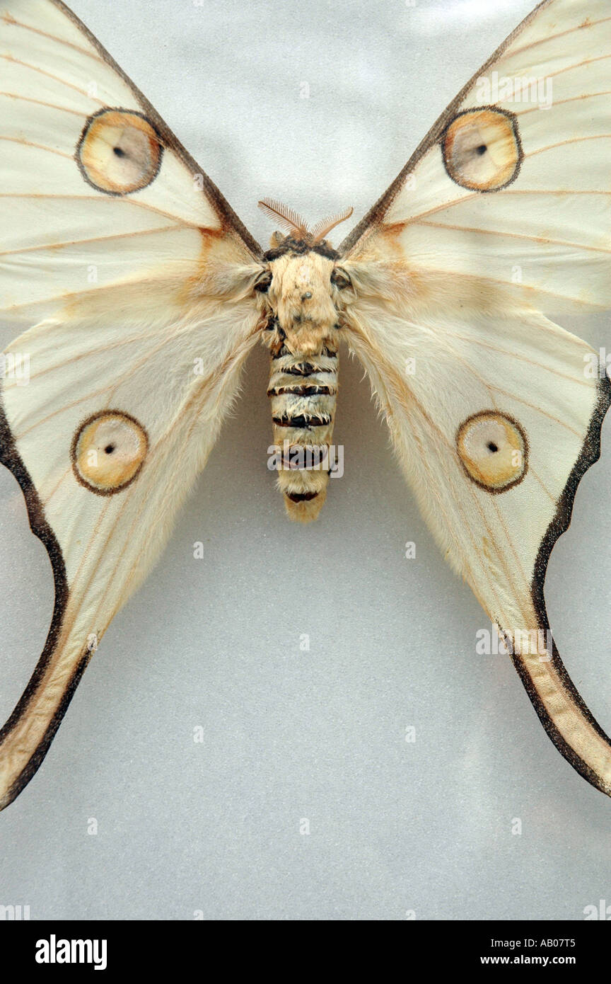 Giant Comet Moth Argema Mittrei moth from Madagascar also called ...
