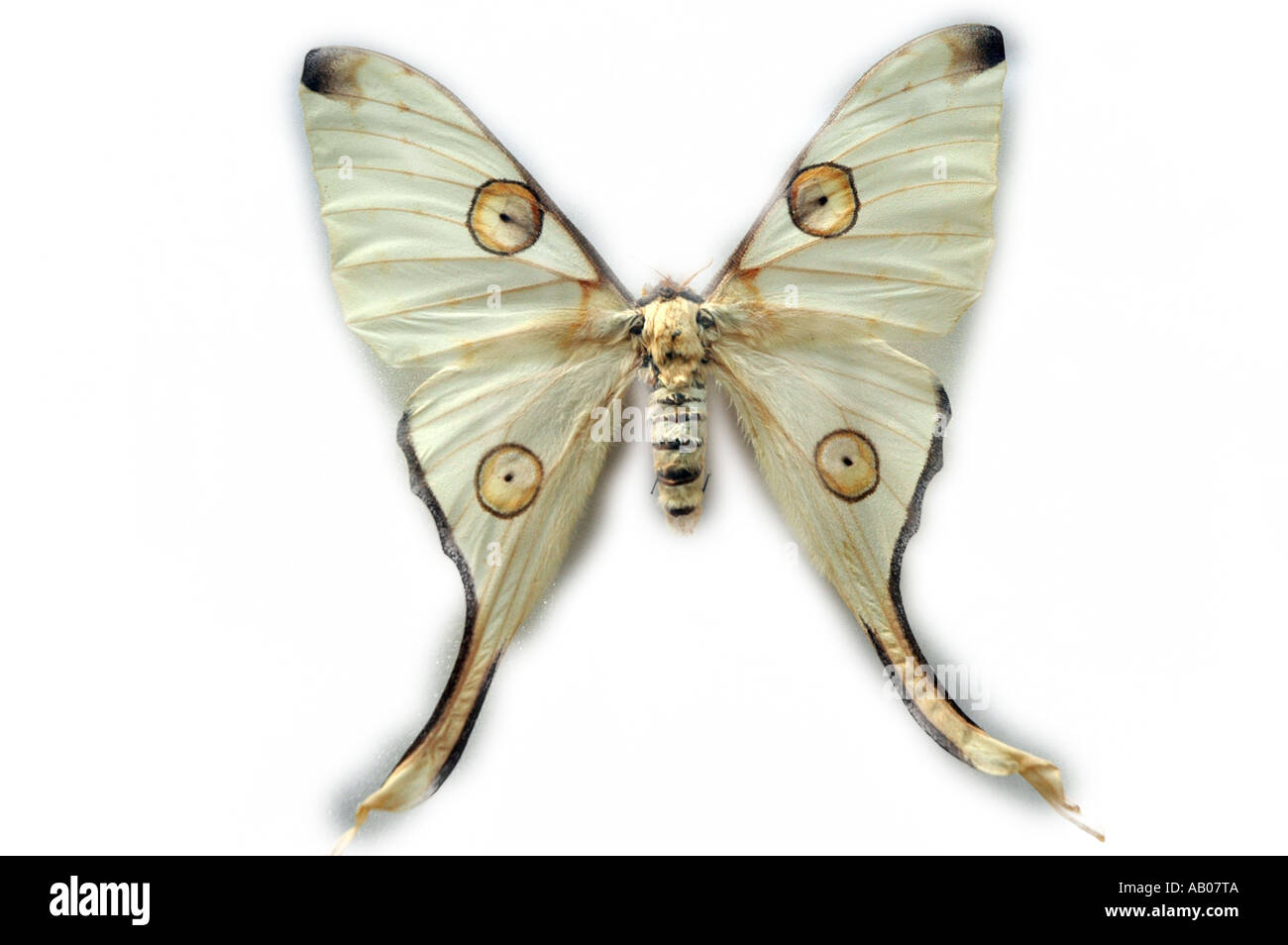 Giant Comet Moth Argema Mittrei moth from Madagascar also called ...