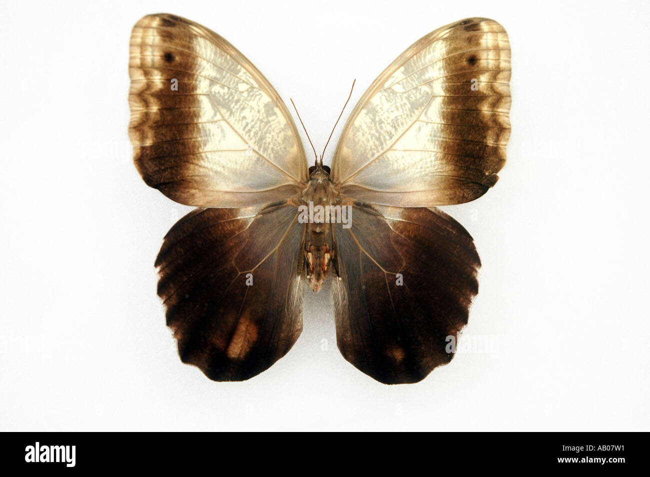 Owl Butterfly Caligo Memnon butterfly from tropical rainforests of ...