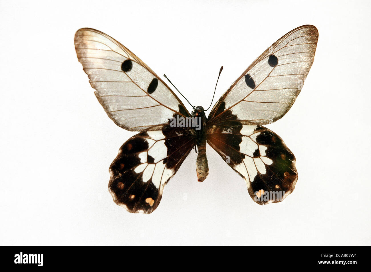 Swallowtail or Big Greasy Cressida Cressida butterfly Stock Photo - Alamy
