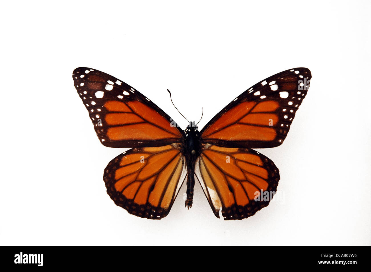 Monarch Butterfly Danaus Plexippus or Anosia plexippus butterfly from ...