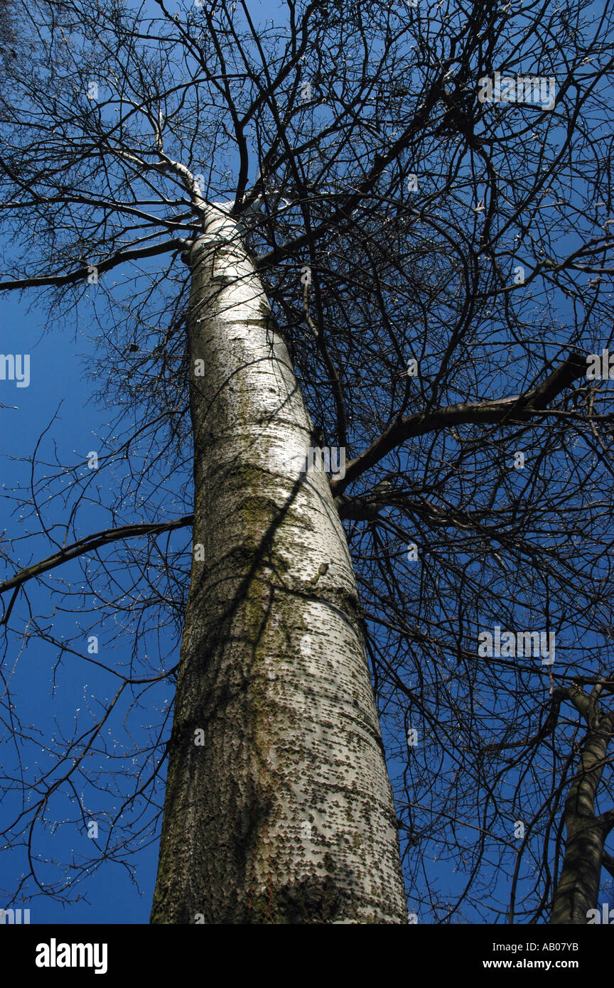 Tree view from ground perspective Stock Photo - Alamy