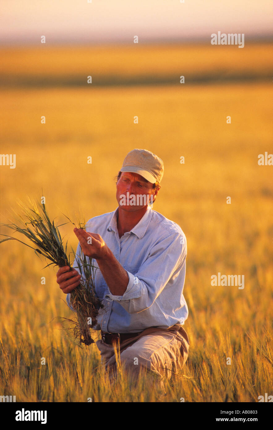 Agriculture - Farmer kneeling in wheat field examining his mature crop ...