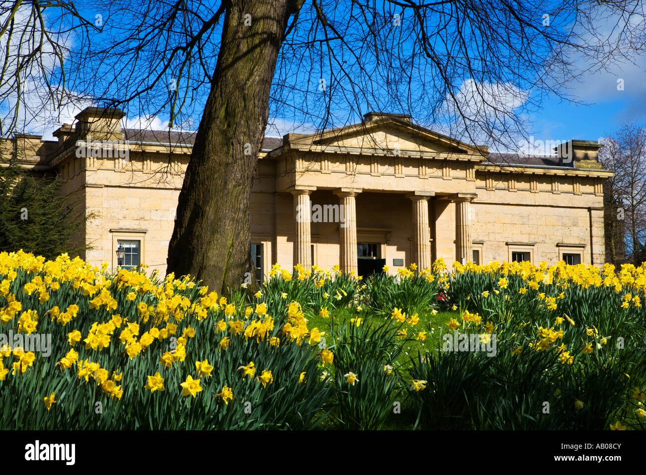 Sping Daffodils at The Yorkshire Museum in Museum Gardens York England ...