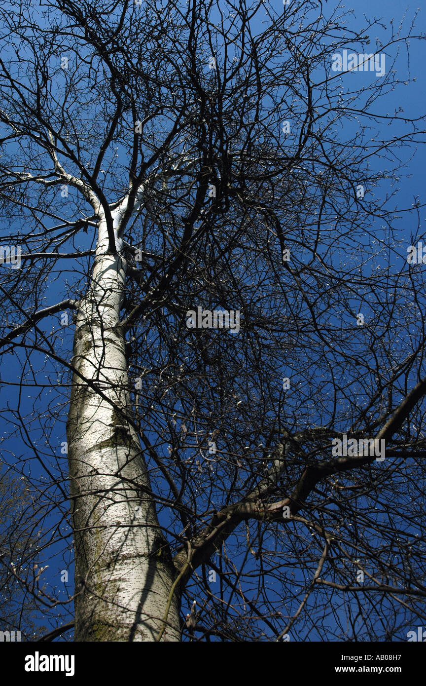 Tree view from ground perspective Stock Photo - Alamy