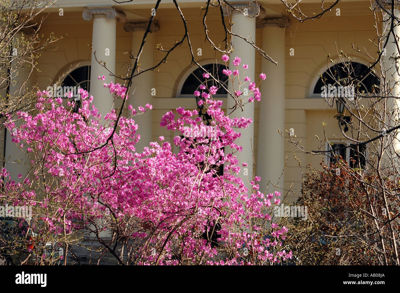 Rhododendron Mucronulatum Snow Azalea flower also called Korean ...