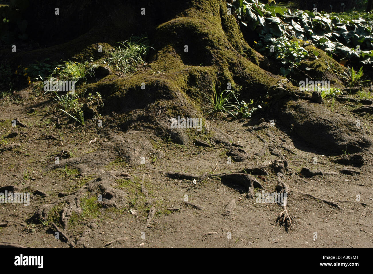 Common Ash Fraxinus excelsior roots called European Ash Stock Photo - Alamy