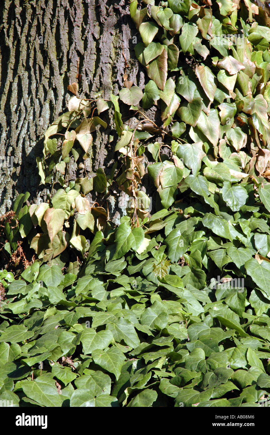 Ash Tree Root Stock Photos & Ash Tree Root Stock Images - Alamy
