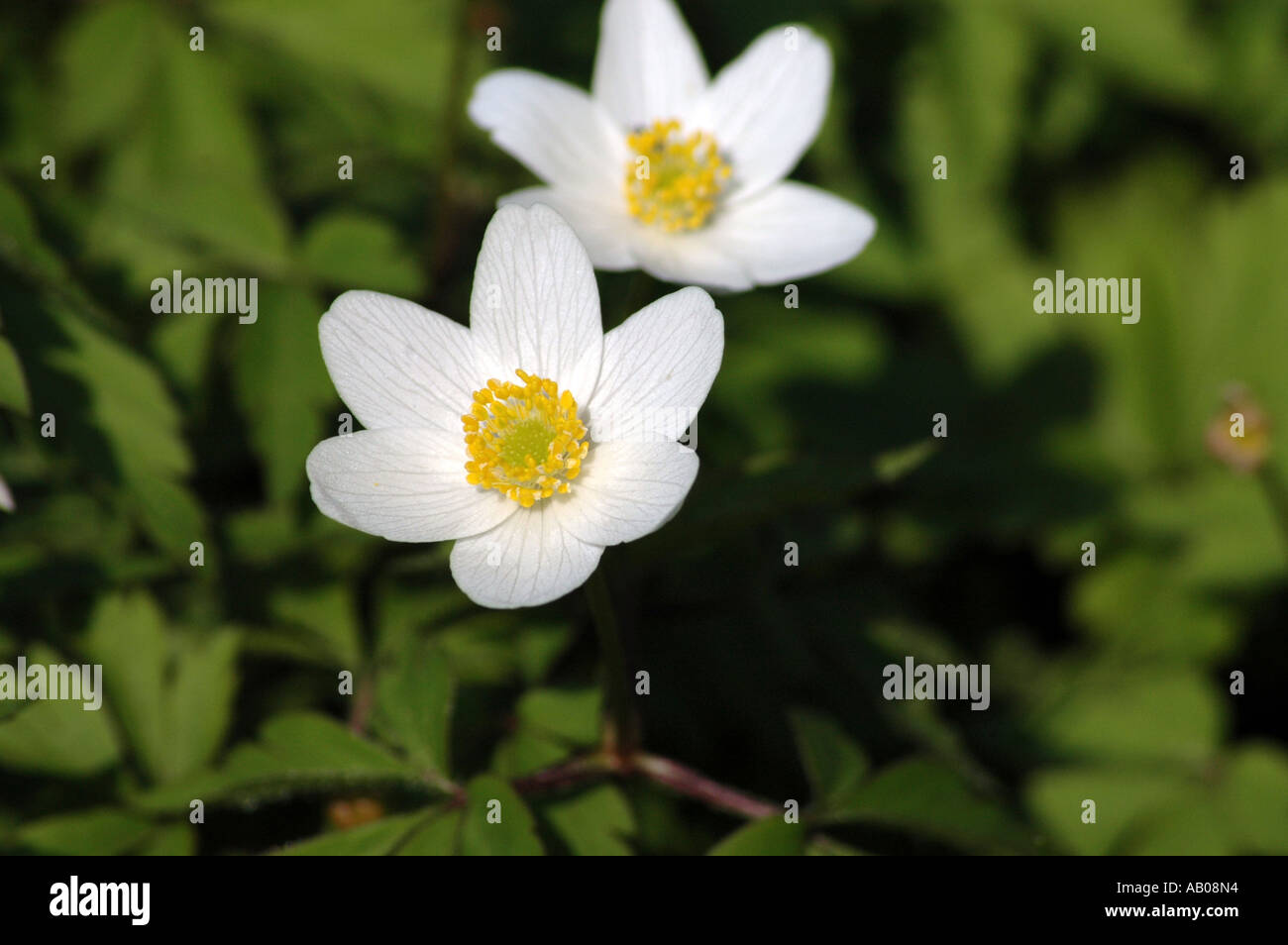 May lily Maianthemum bifolium forests flower also called False lily of ...