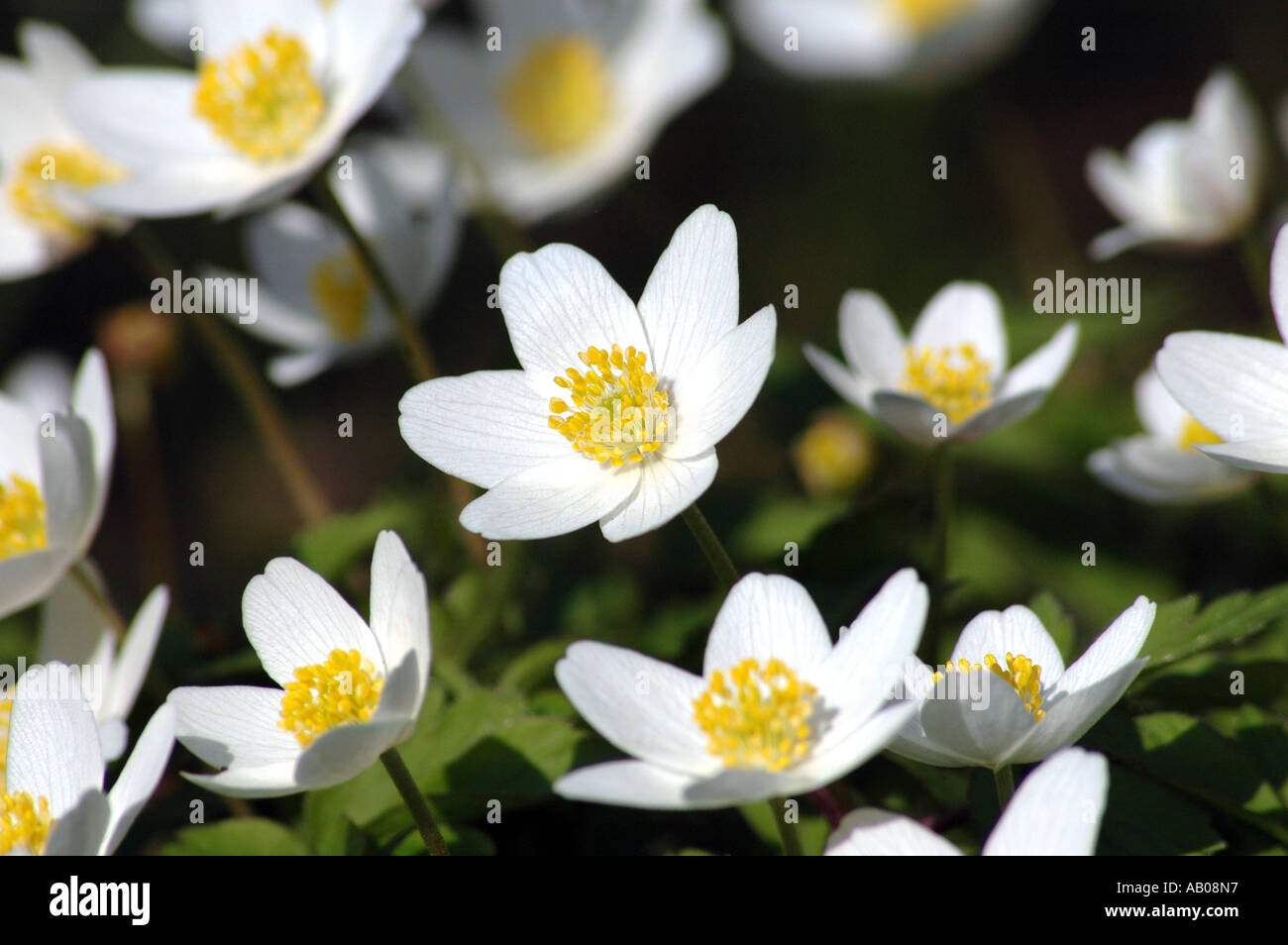 May lily Maianthemum bifolium forests flower also called False lily of ...