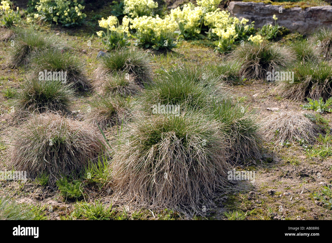 Fescue grassland hi-res stock photography and images - Alamy