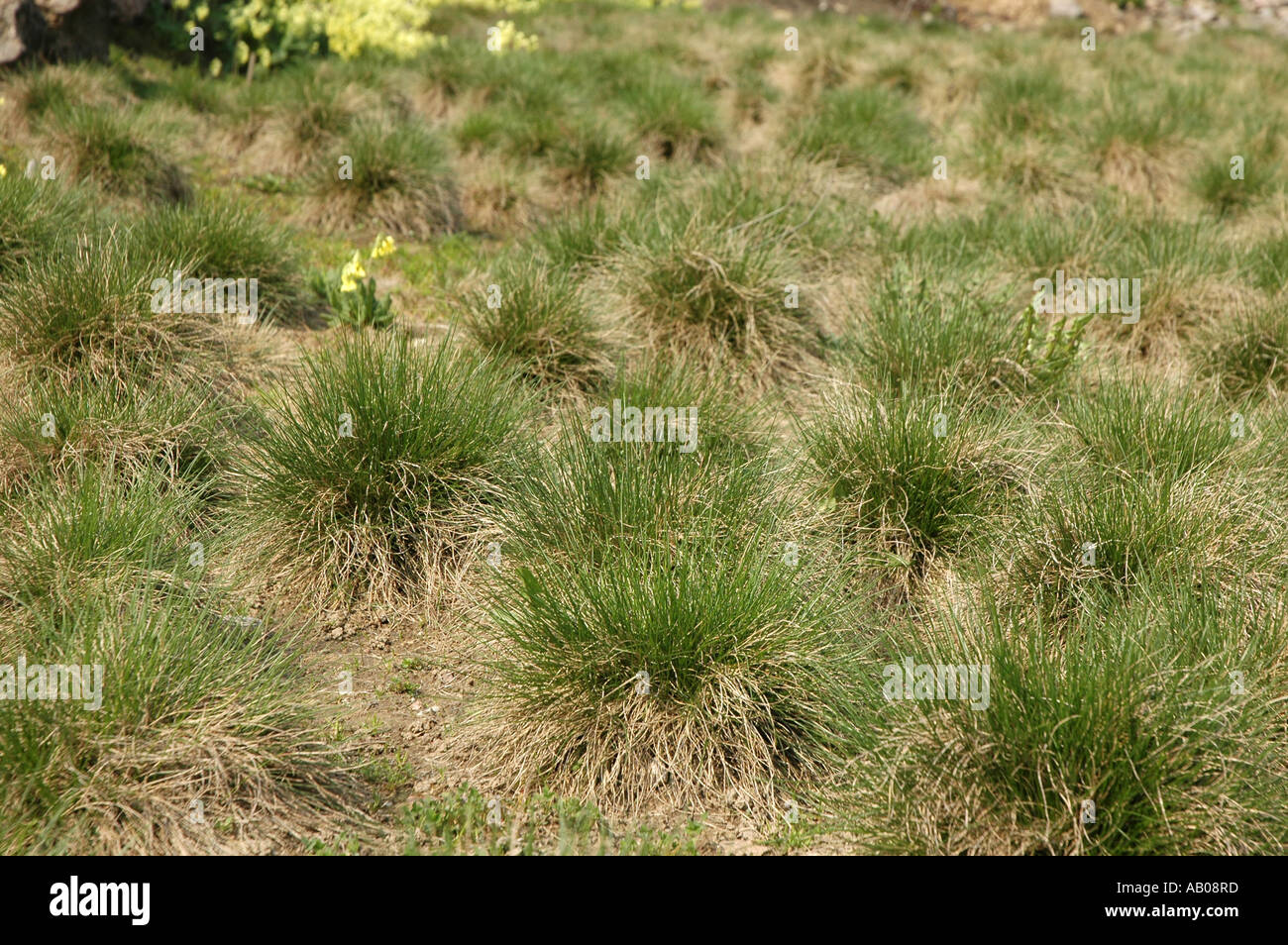Fescue grass hi-res stock photography and images - Alamy