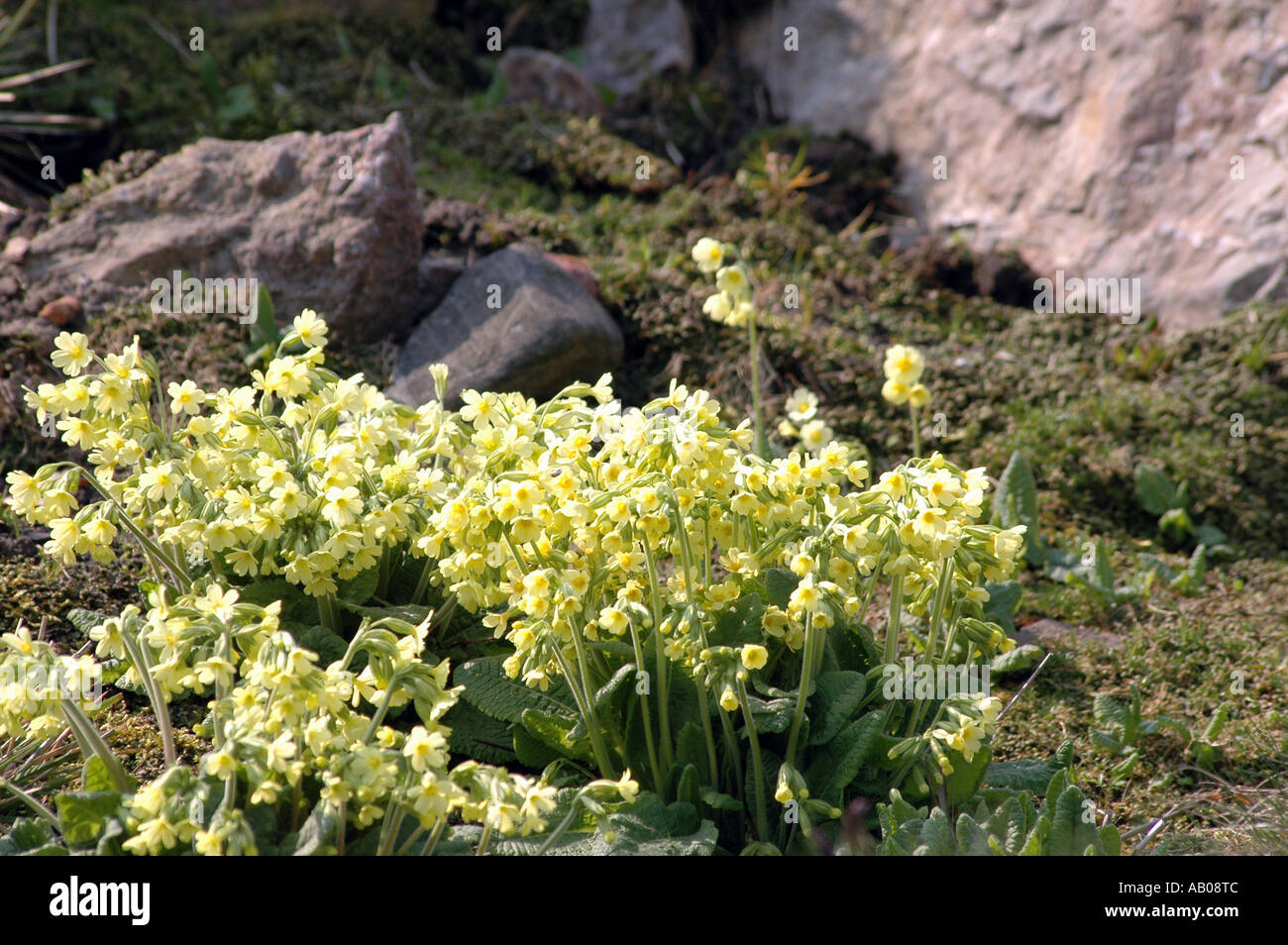 Oxlip Primula Elatior yellow flowers also called Tall Cowslip Stock ...