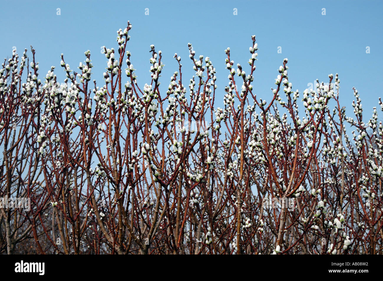Salix Hastata Wehrhahnii Halberd Leaved Willow Stock Photo - Alamy