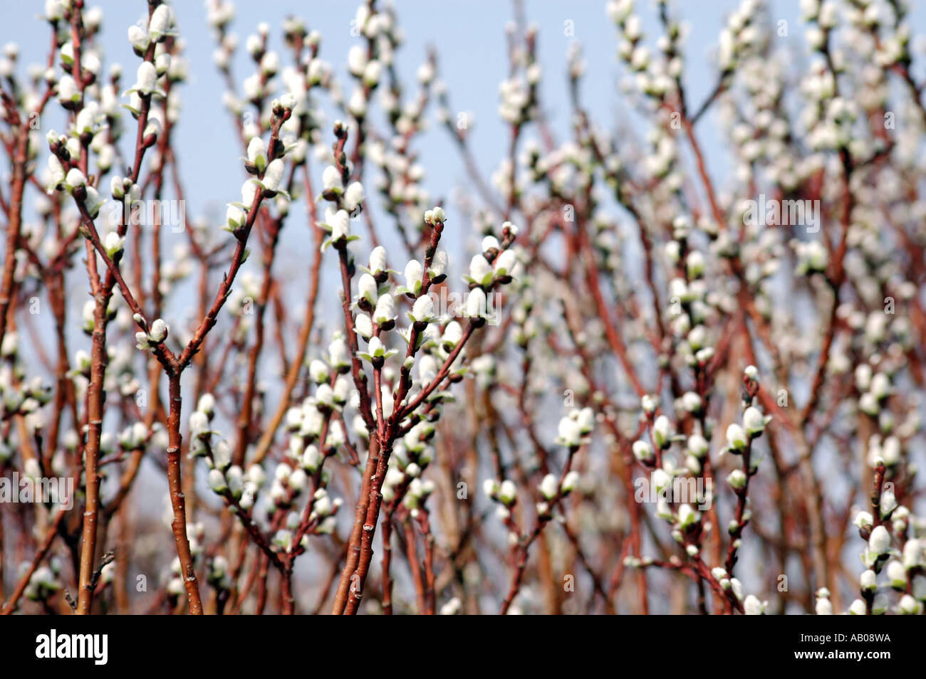 Salix Hastata Wehrhahnii Halberd Leaved Willow Stock Photo - Alamy